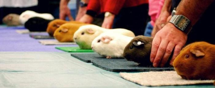 Pets | Animal What's On